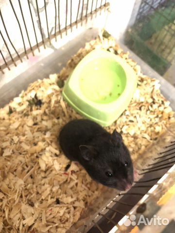 Сирийский хомячок