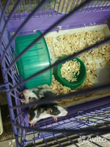 Крыски хаски