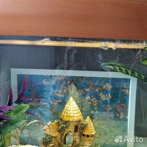 Данио рерио 3 шт за 1 ру