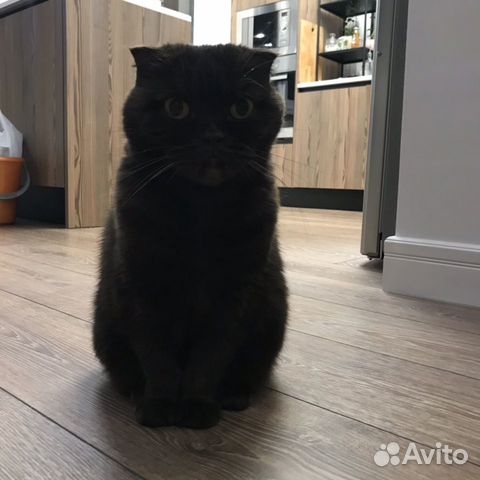 Кошка вислоухий скотиш фолд
