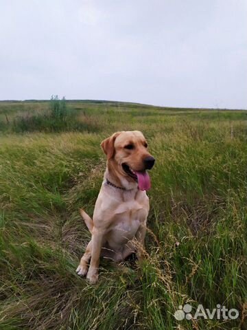 Кобель для случки