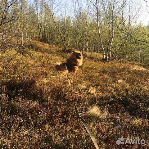 Продаю кобеля чау-чау