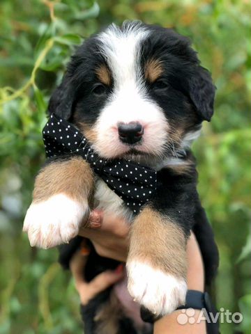 Малыши берны