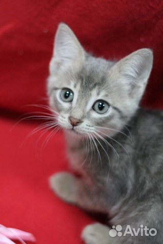 Котенок в добрые руки