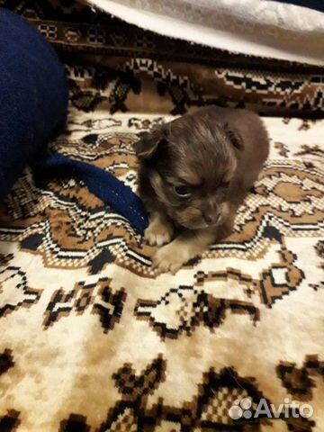 Чишки-мальчишки