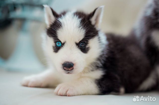 Хаски Голубые Глазки
