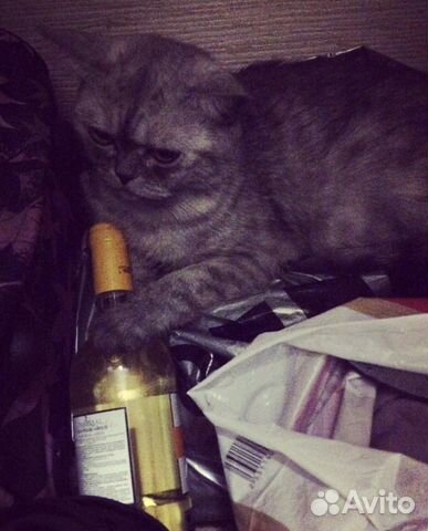 Отдам кошку в добрые руки