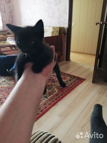 Отдам котят в добрые руки, четыре котика и кошечка