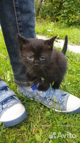 Черный котенок кошечка