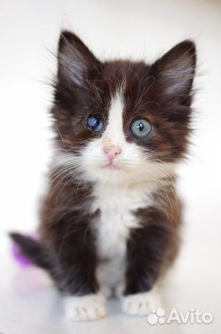 Маленький котёнок