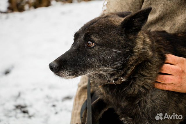 Малявка брошка В поисках друга