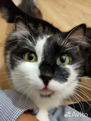 Кошечка Марфуша