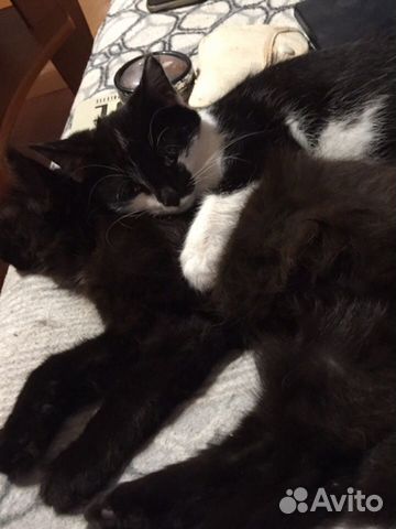 Котята