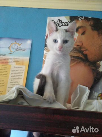 Котенок девочка в добрые руки