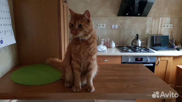 Отдам котика
