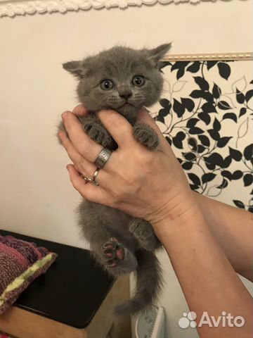 Котята Британцы