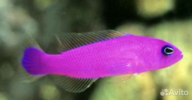 Рыбки морские