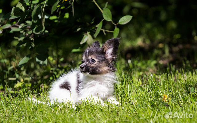 Продается девочка от питомника "Бон Плезир"