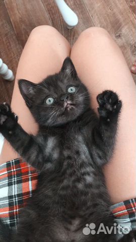 Котята скоттиш страйт и скоттиш фонд