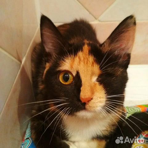 Яркая Корица ищет дом