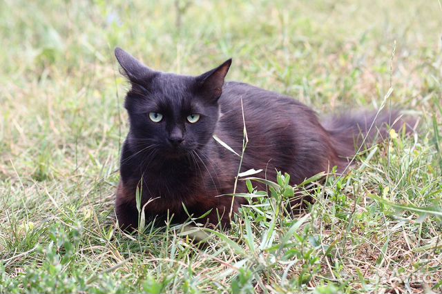 Котик ищет дом