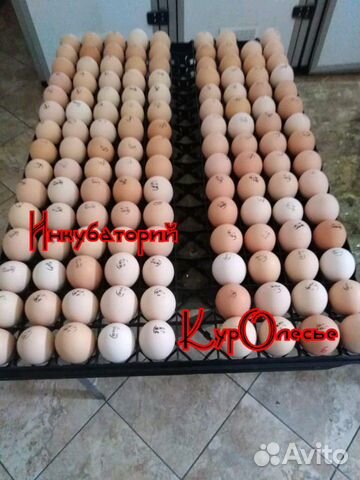 Бройлер Арбор Айкрес супертяжеловес.яйцо. С-Пб, Ра