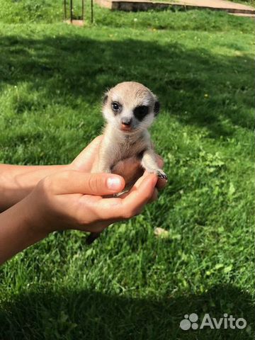 Малыши суриката