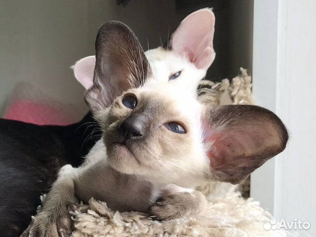 Большой выбор котят