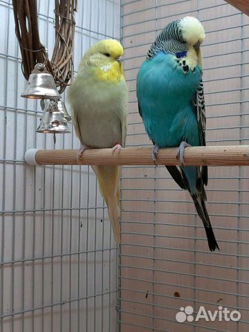 Выставочные волнистые попугаи