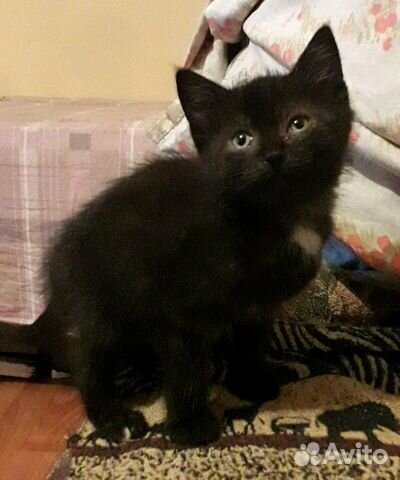 Котенок - симпатяга ищет дом