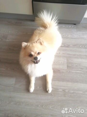 Вязка Немецкий малый шпиц