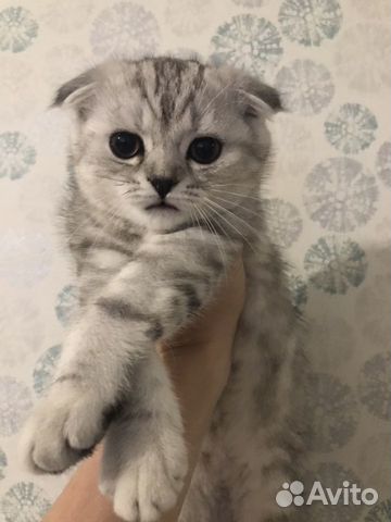 Шотландская вислоухая кошечка