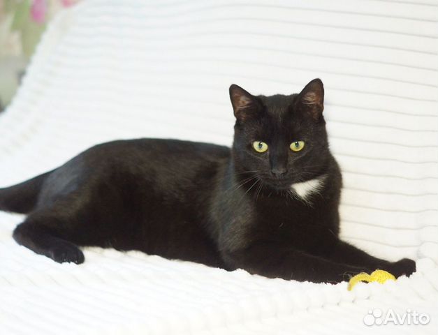 Котик ищет друга