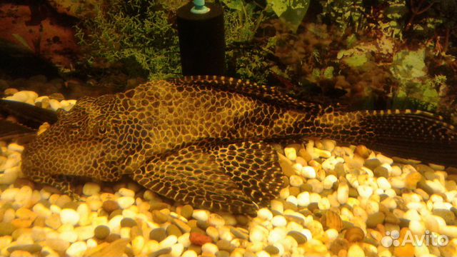 Сомы- птеригоплихт, плекостомус, анциструс