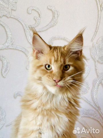 Красный тигр