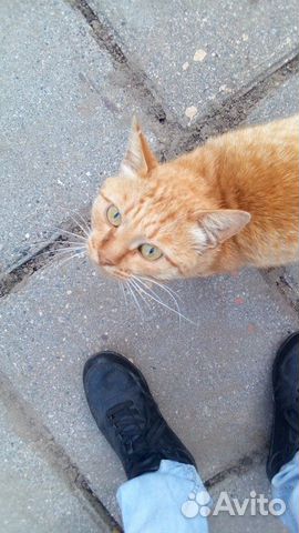 Рыжий классный кот