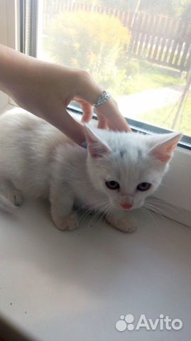 Котята