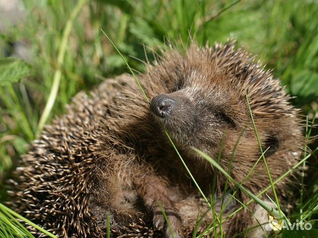 Лесные ёжики для дома и дачи