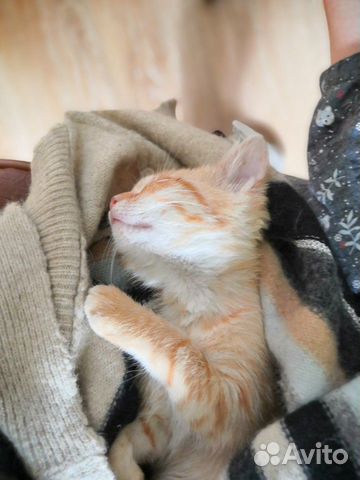 Рыжий котенок ищет дом