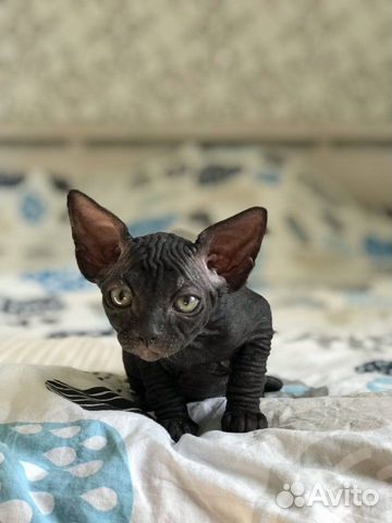 Канадский сфинкс