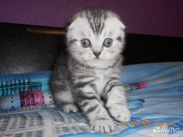 Мраморенок