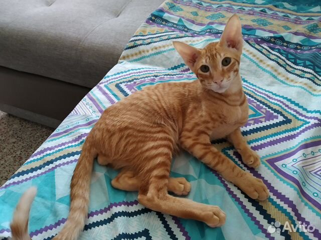 Ориентальный котик