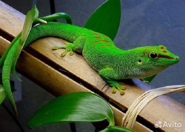 Фельзума мадагаскарская