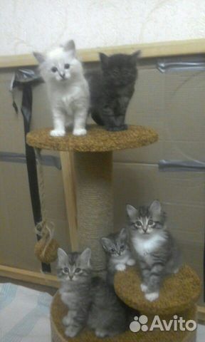 Невская маскарадная