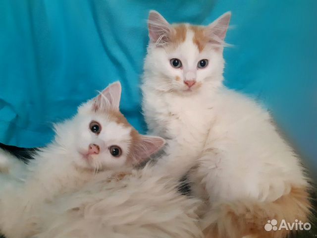 Братец Лис и братец Кролик ищут дом
