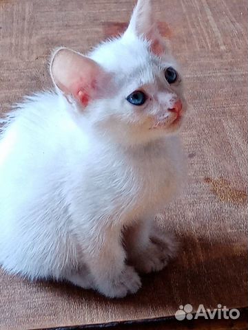 Голубоглазый котенок