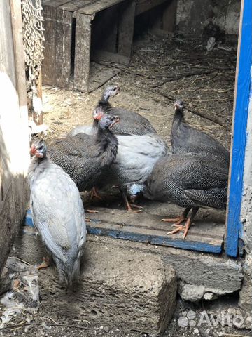 Цесарки или обмен на кур