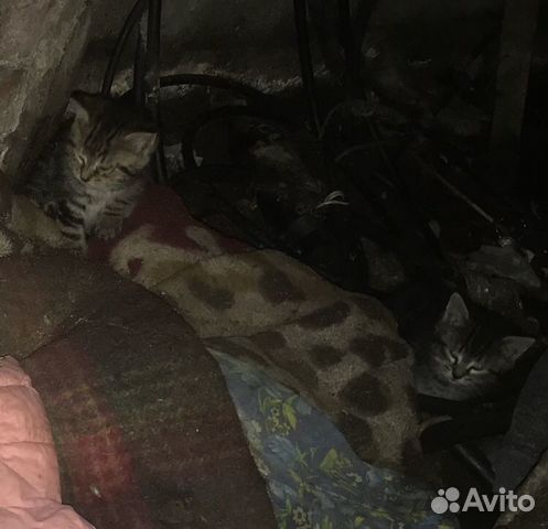 Котята ищут дом