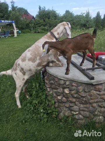 Коза нубийская