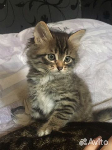 Отдам в добрые руки